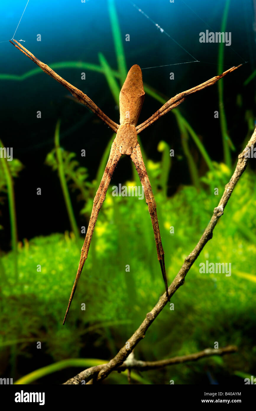 Female net-casting spider (Deinopis subrufa), also known as the Ogre ...