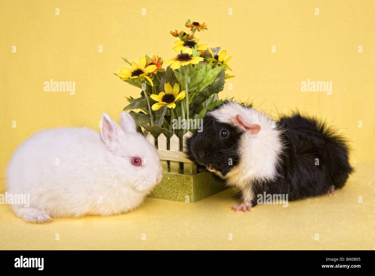 Dwarf bunny rabbit and black and white Abbysinian Guinea pig with ...
