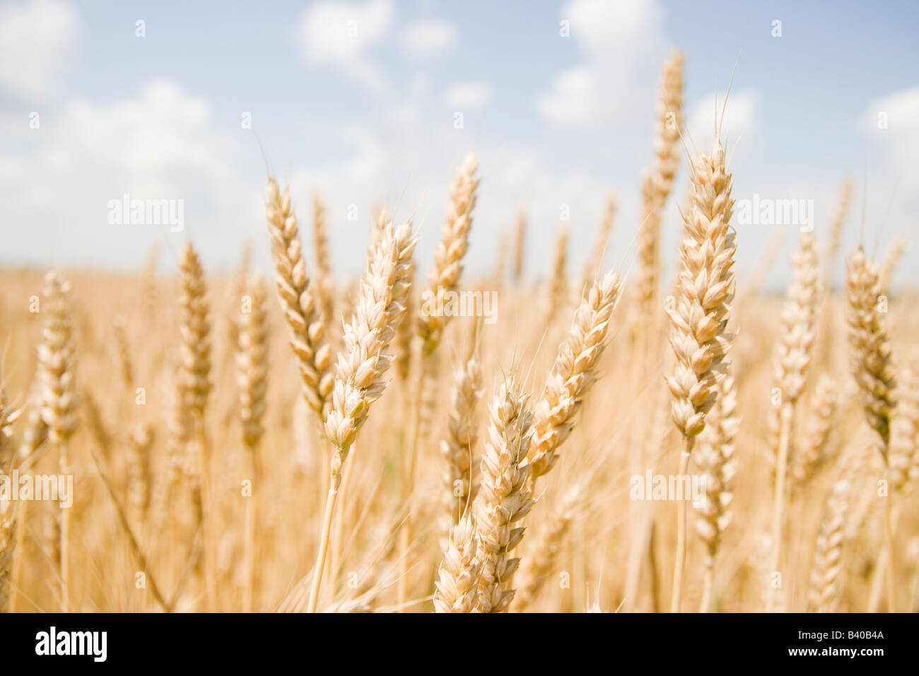 wheet on blue sky background Stock Photo - Alamy