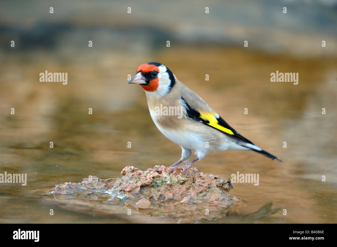 A picture of a bird Stock Photo - Alamy