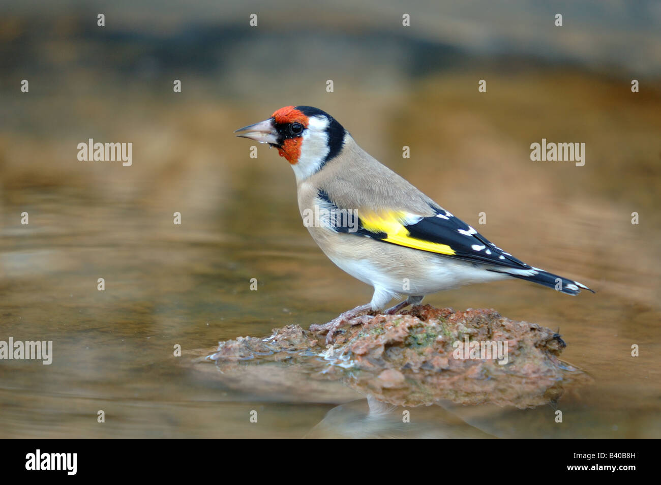 A picture of a bird Stock Photo - Alamy