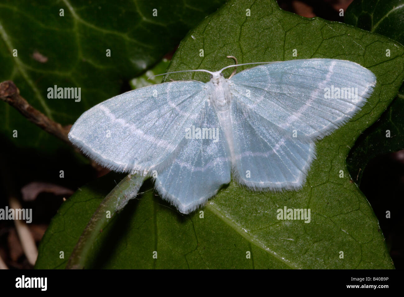 Small emerald moth Hemistola chrysoprasaria Geometridae at rest in ...