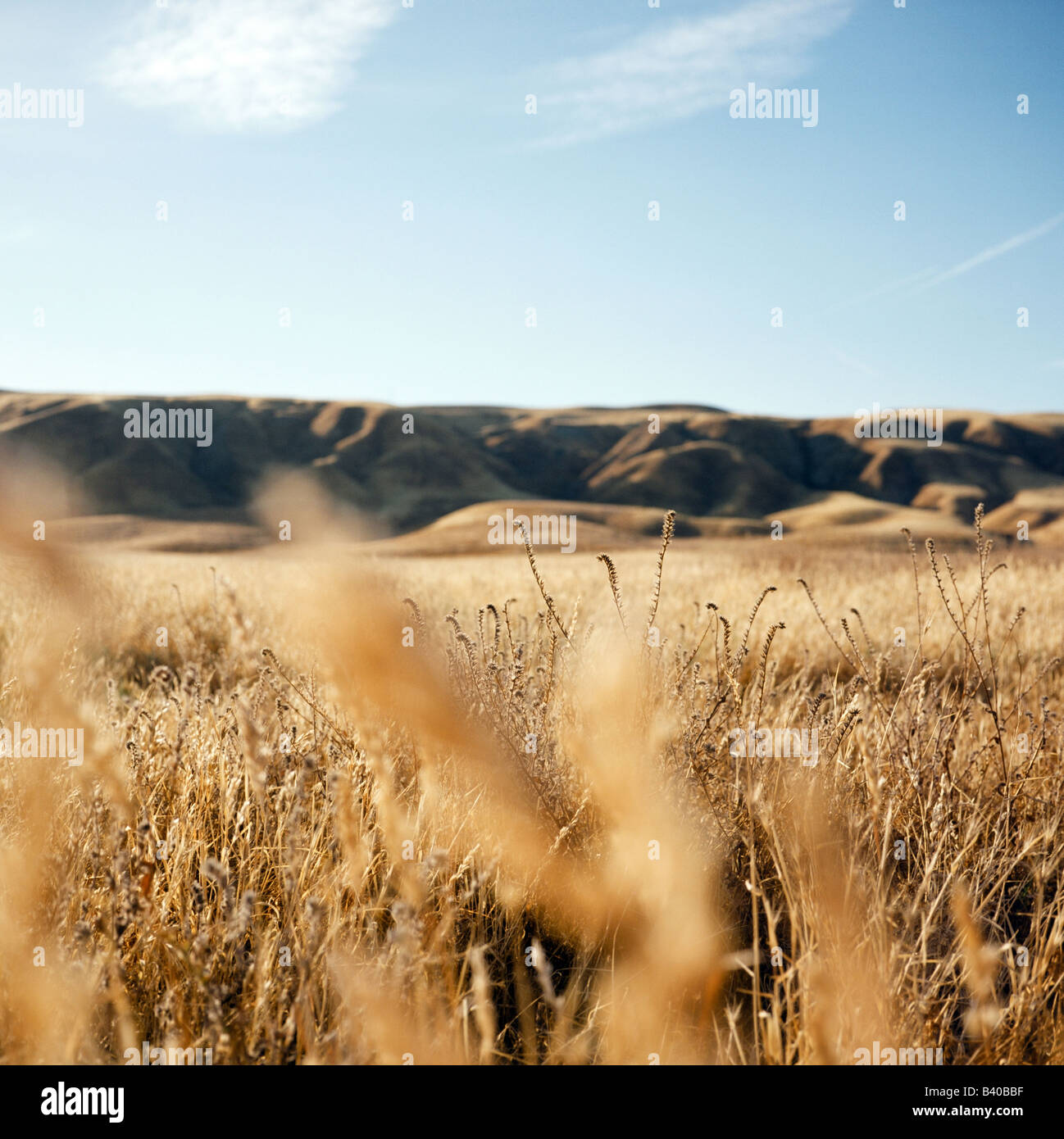 Golden hills and a blue sky along highway 46 in Chalome, California ...