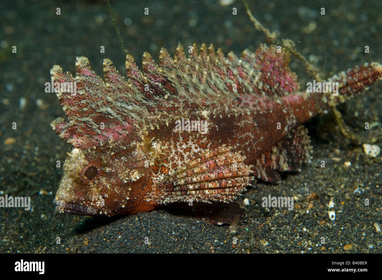 Longspine Waspfish Paracentropogon longispinus in Lembeh Strait ...