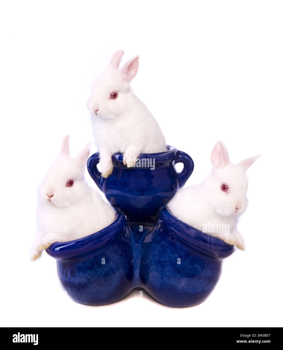 Blue baby rabbits Cut Out Stock Images & Pictures - Alamy