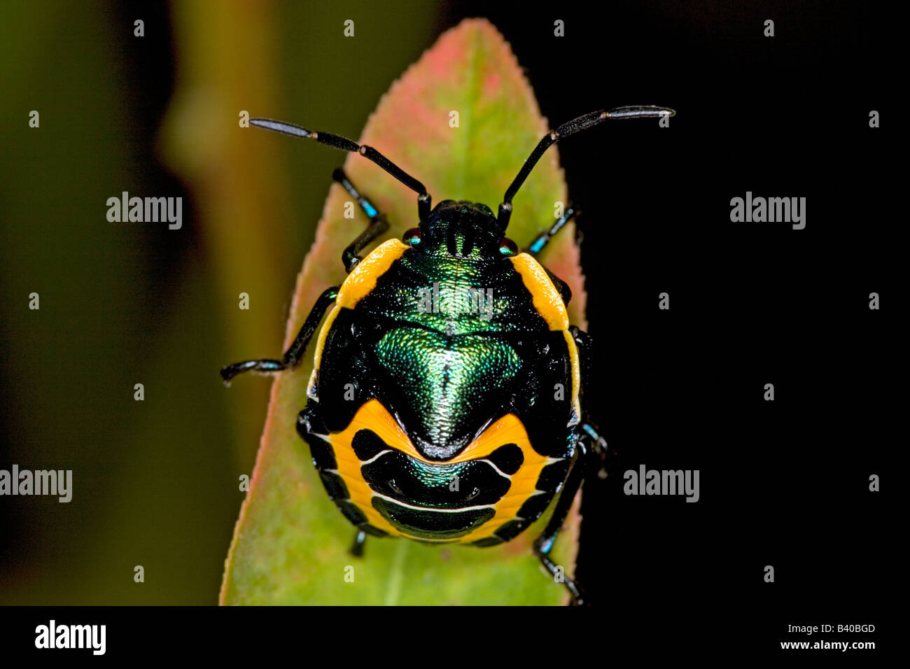 Jewel beetle (family Buprestidae) photographed on the south coast of ...