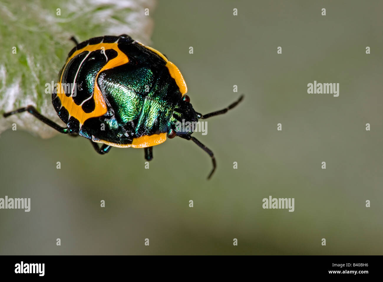 Jewel beetle (family Buprestidae) photographed on the south coast of ...