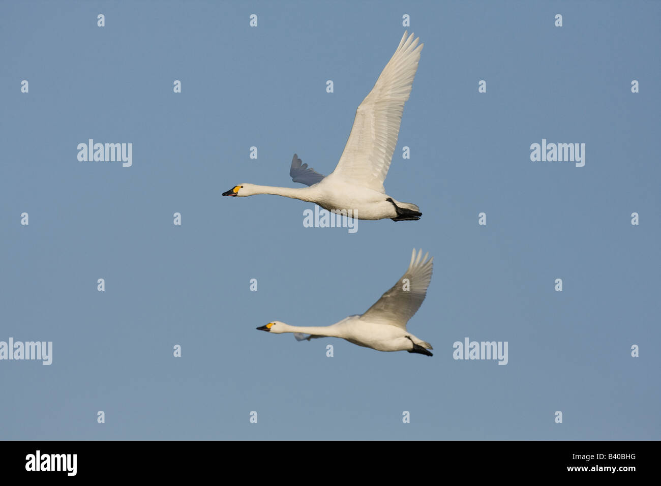 Two Bewick's swan Cygnus columbianus in flight together Stock Photo - Alamy