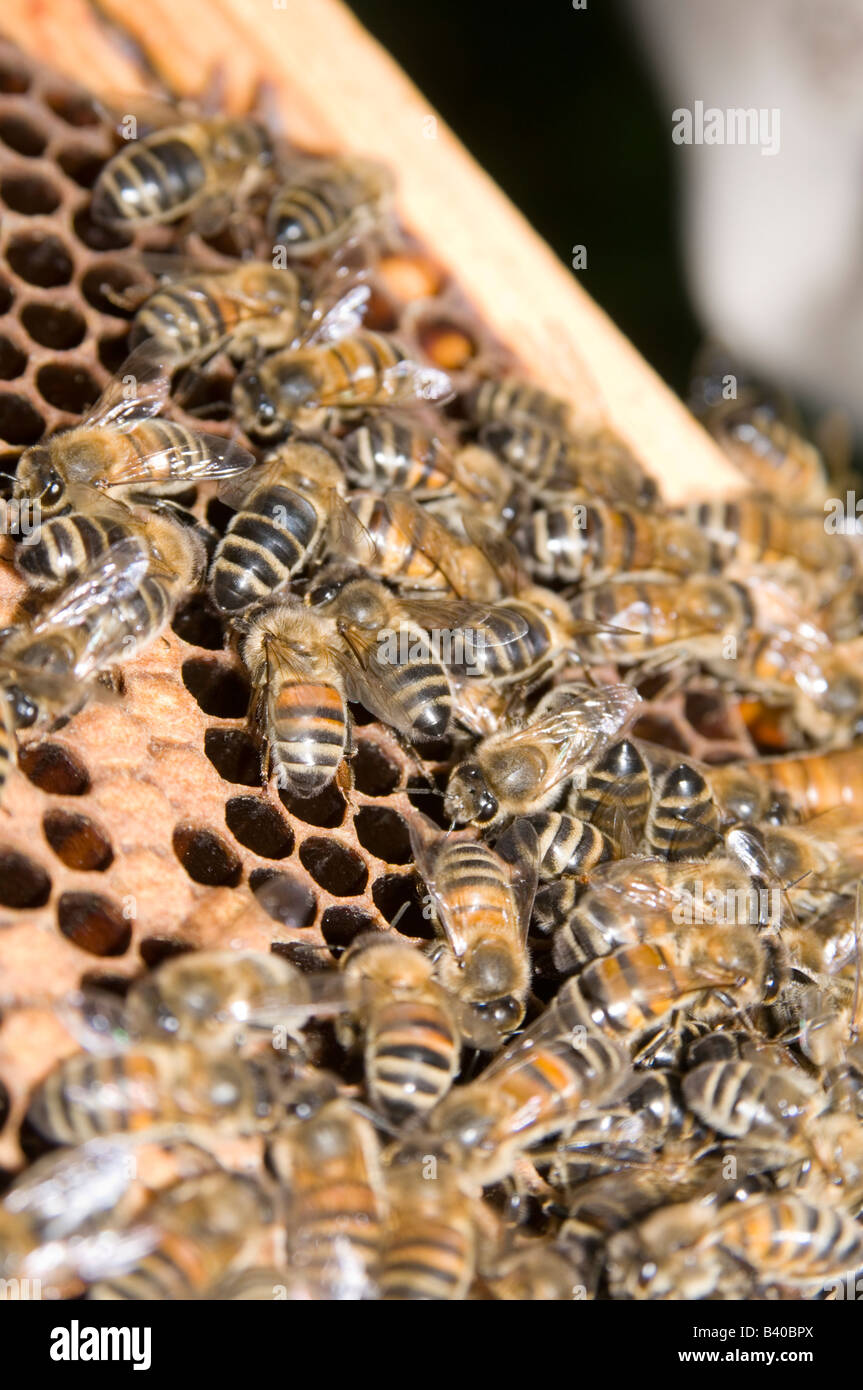 Beesting hi-res stock photography and images - Alamy