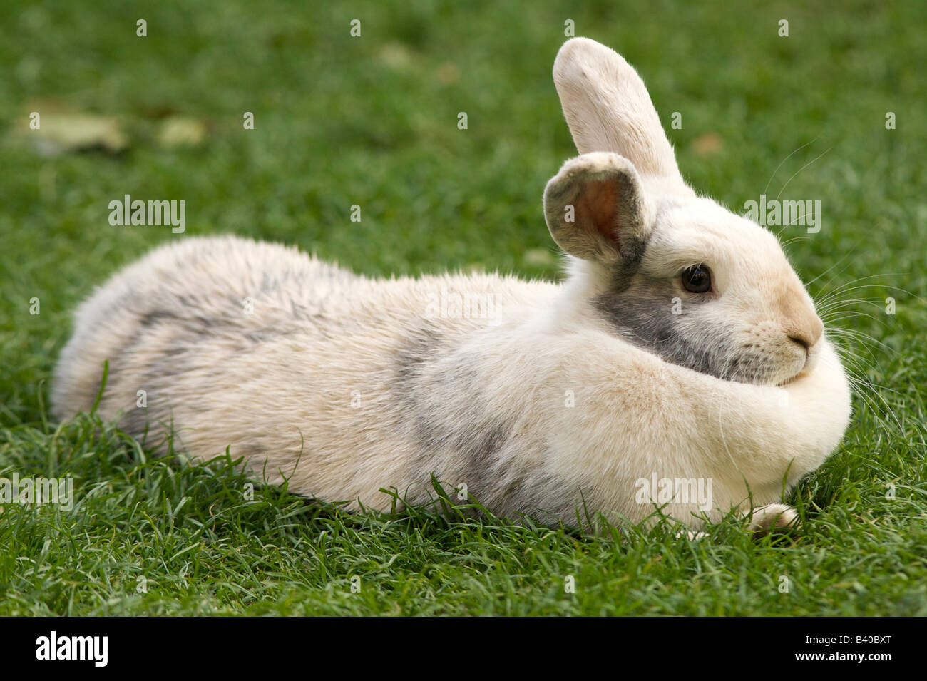 Domestic White Rabbit Stock Photo - Alamy