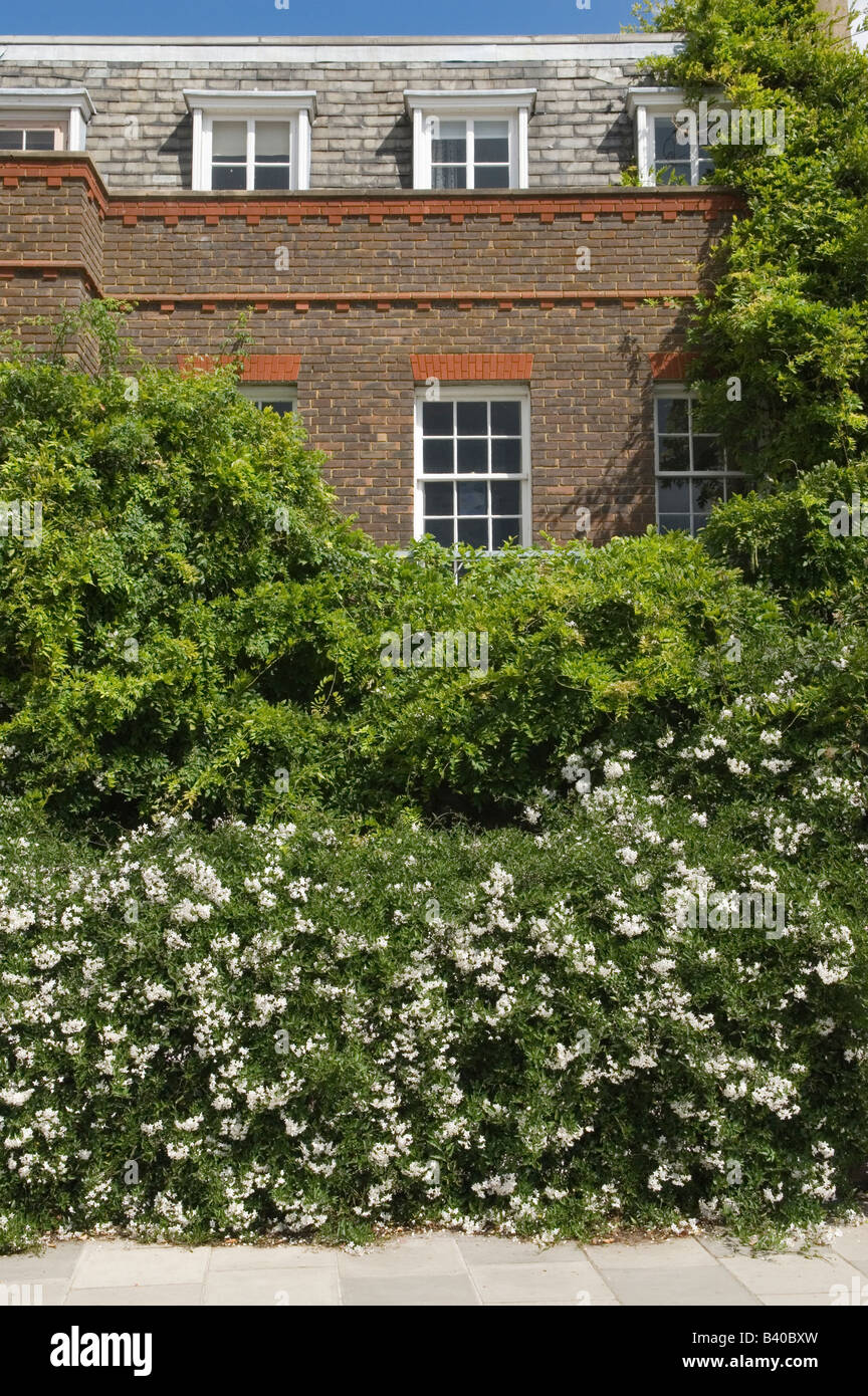 Modern town house overgrown garden Chiswick Mall London W6 UK England ...