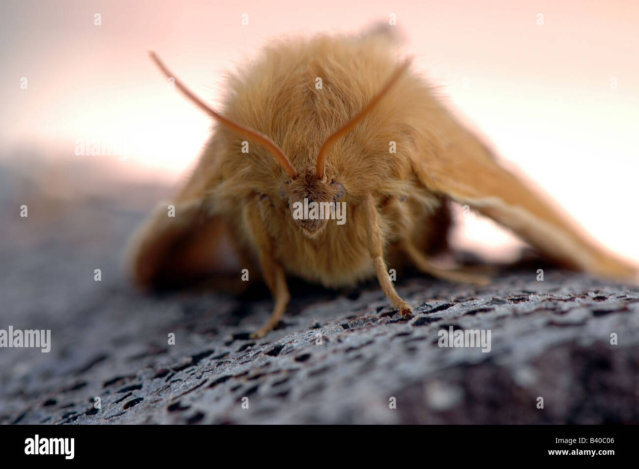 A female Oak Eggar moth Stock Photo - Alamy