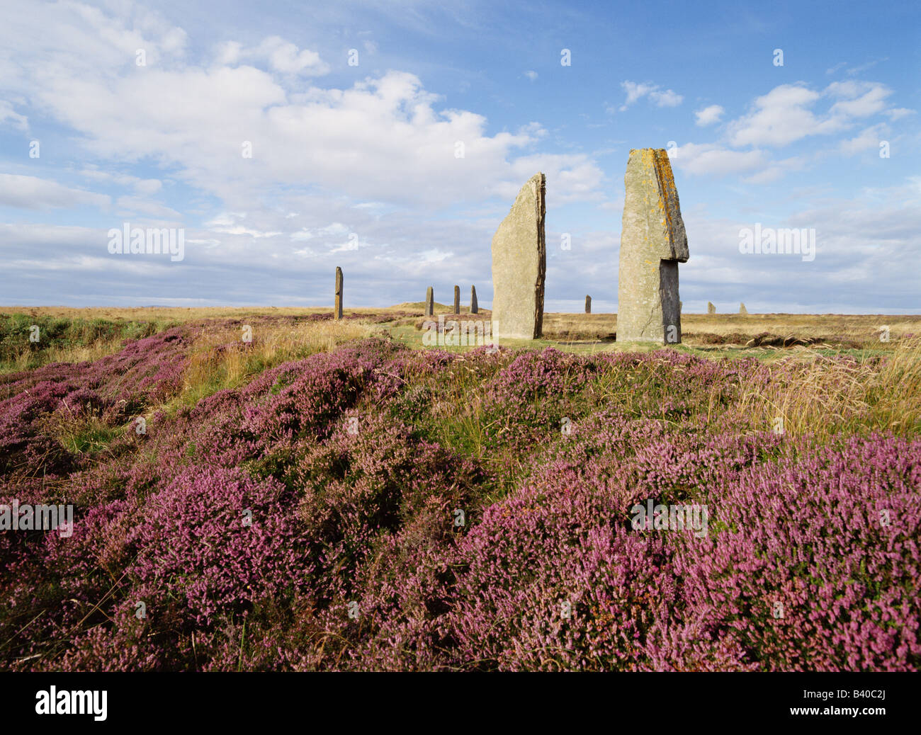 dh Standing stones neolithic RING OF BRODGAR ORKNEY Purple Heather ...