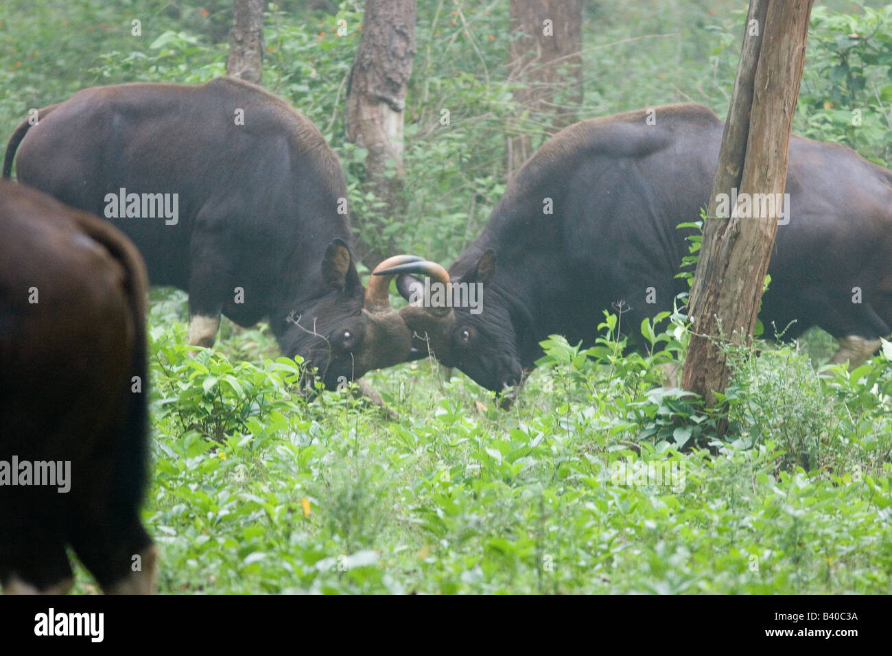 Indian Gaur bulls sparring Stock Photo - Alamy