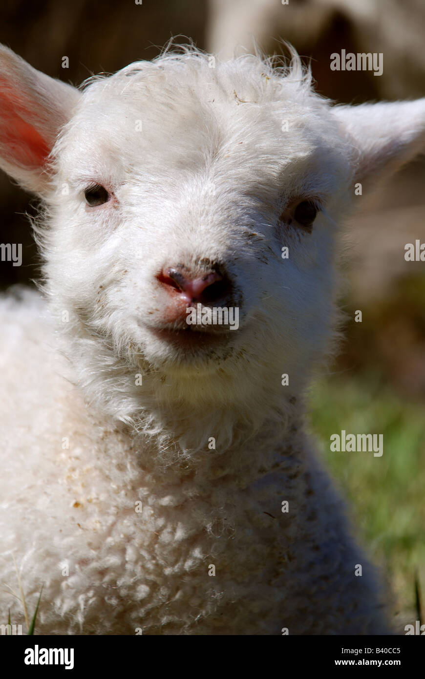 Face of lamb hi-res stock photography and images - Alamy