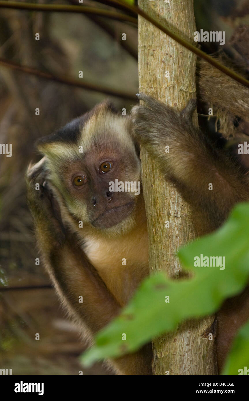 Brown capuchin monkey brazil hi-res stock photography and images - Alamy