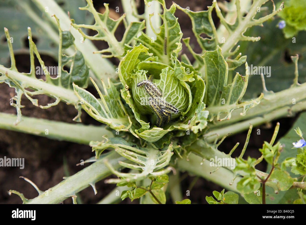 Caterpillar Damage On Cabbage High Resolution Stock Photography and ...
