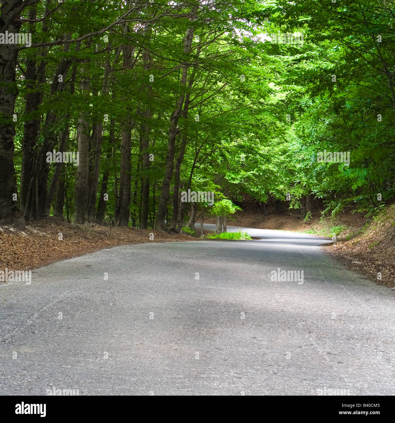 Empty road in forest Stock Photo - Alamy