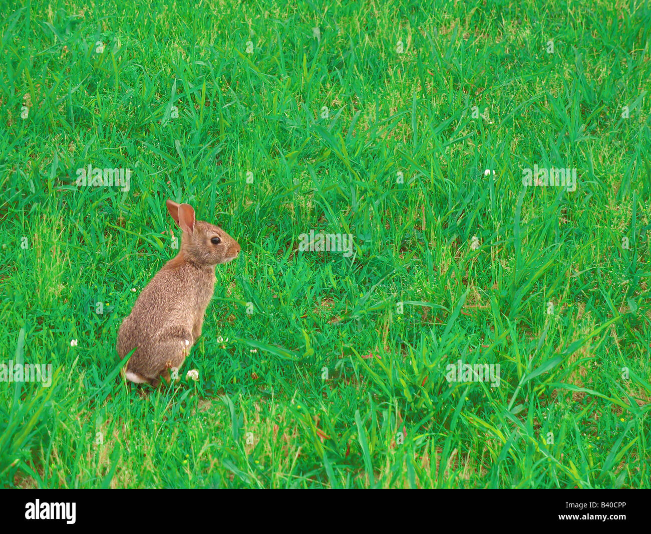 A wild bunny rabbit grazing in the grass in Connecticut at Hammonasset ...