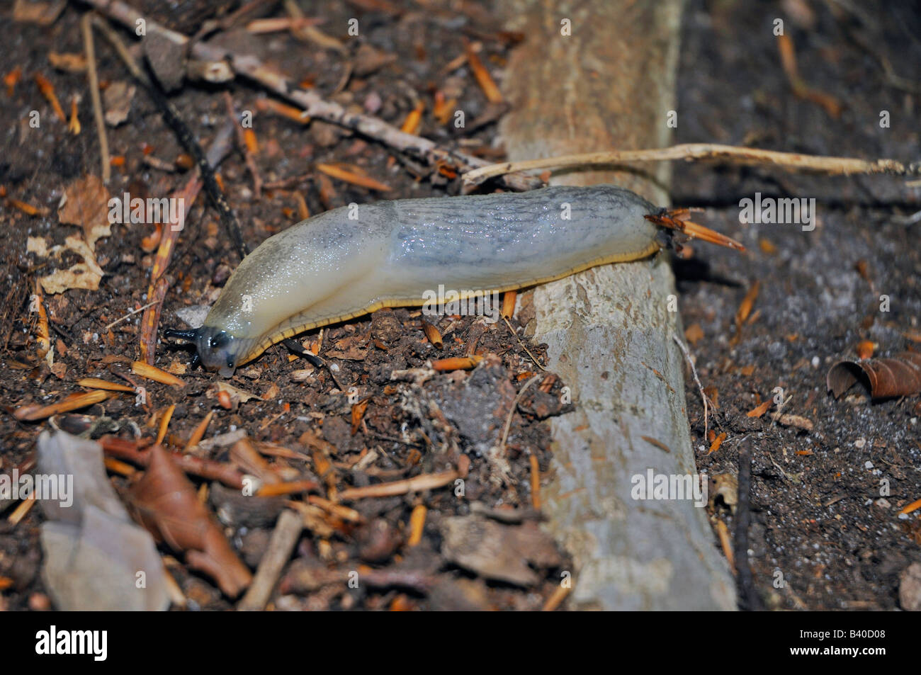 Black slug hi-res stock photography and images - Alamy