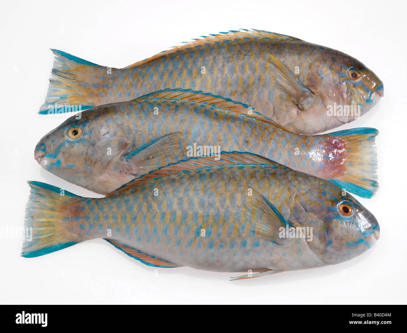 Parrot cichlids hi-res stock photography and images - Alamy