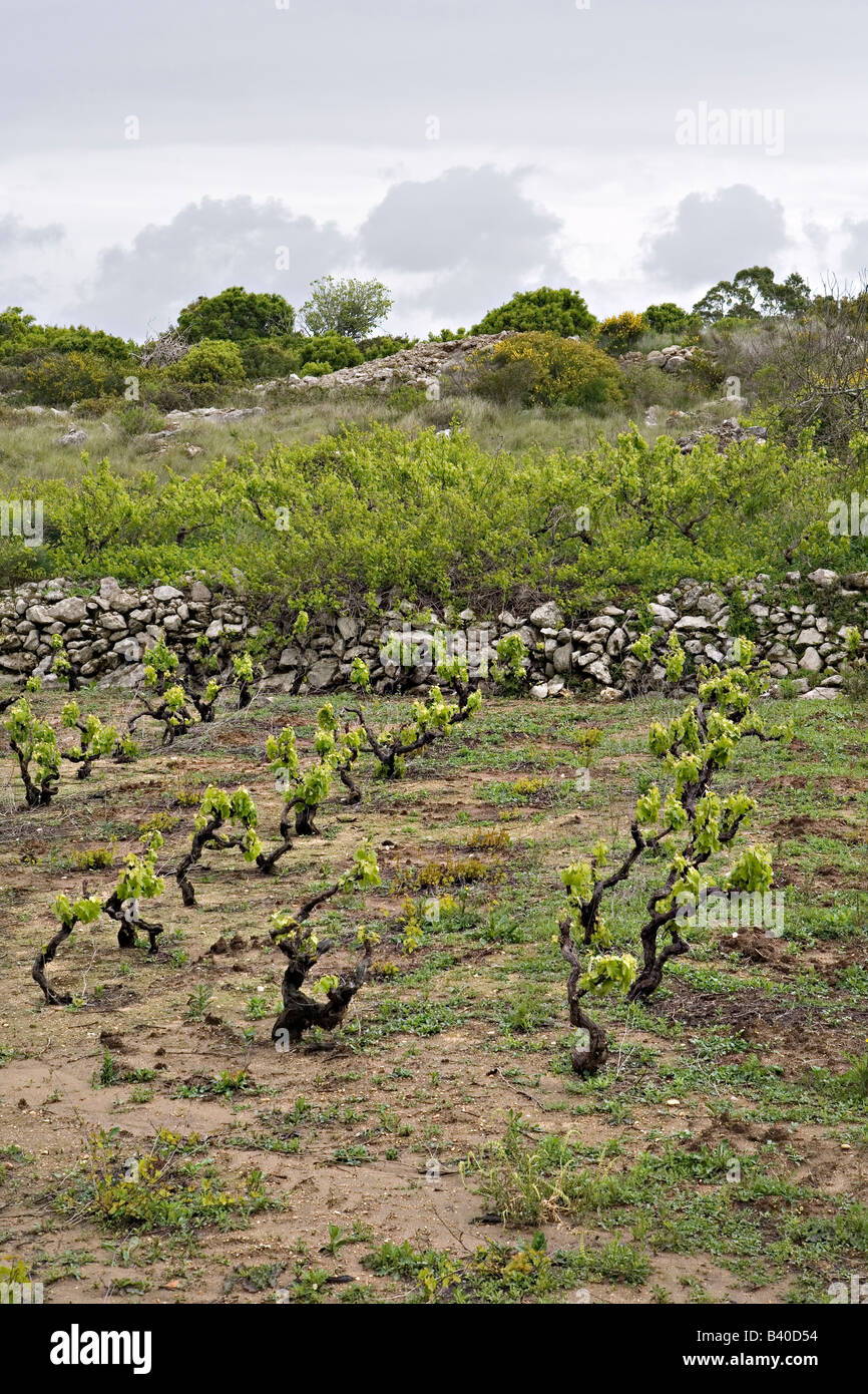 Scrubland landscape with vineyard at Cezaredas plateau Obidos district ...