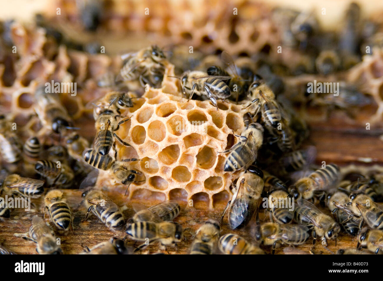 bee bees beekeeping keeping hive hives beehive beehives keeper ...