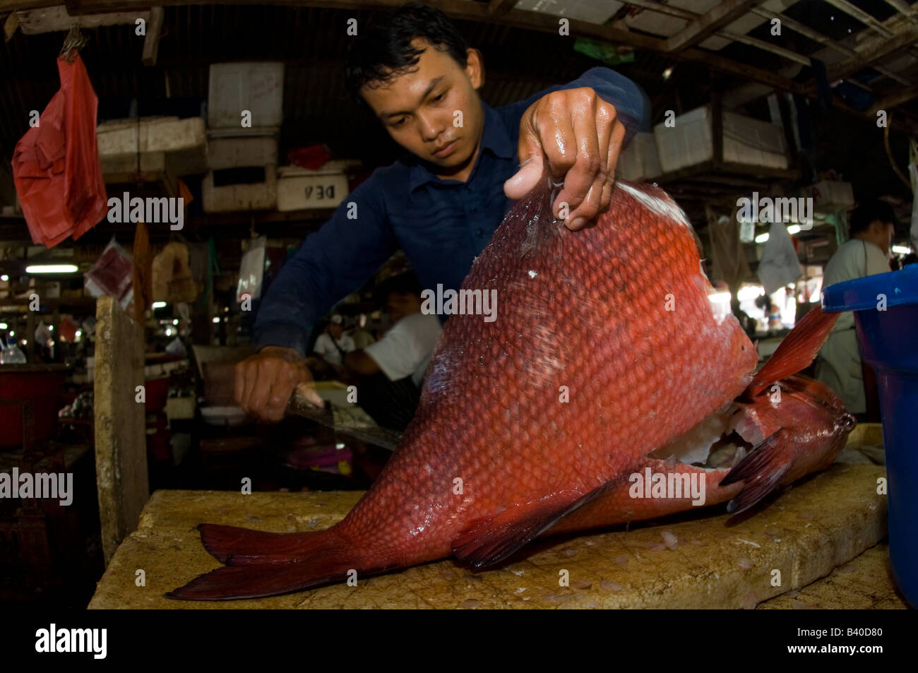 A fisherman cleans a snapper in the fish market in Denpasar Bali ...