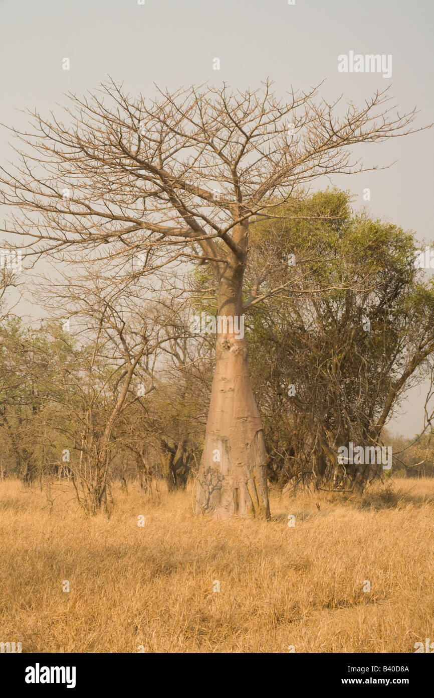 Baobab tree Kafue Zambia Africa Stock Photo - Alamy