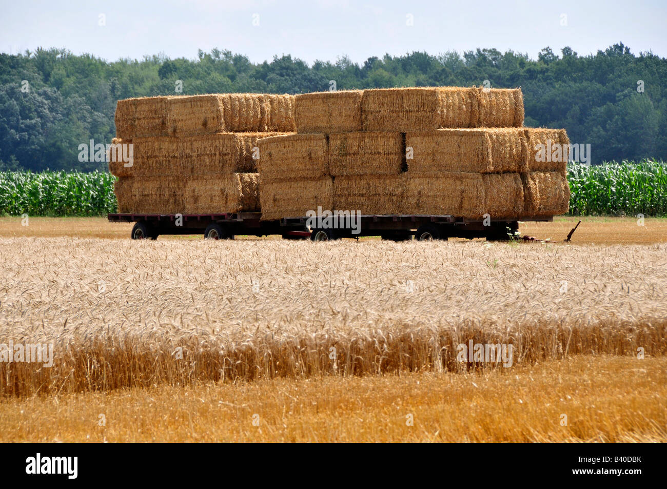 Bails of straw made after harvesting wheat near muncie indiana Stock ...