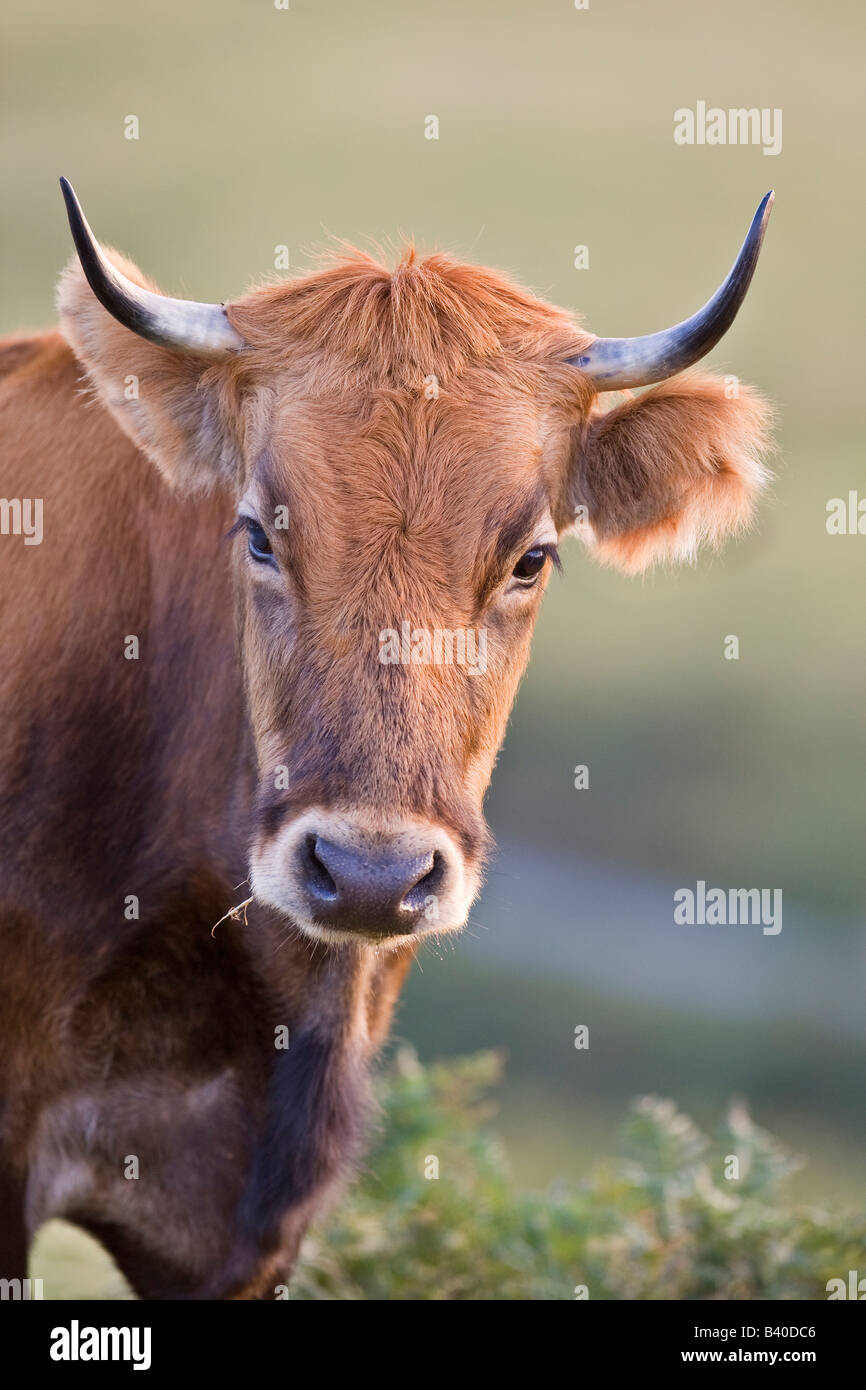 Cow portrait over a blurring background Shallow depth of field Stock ...