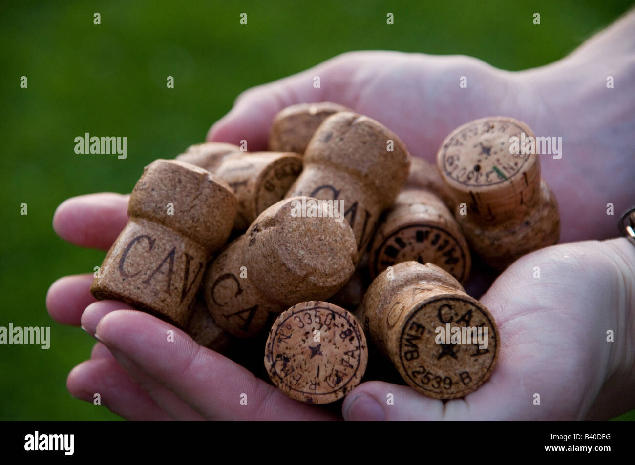 Champaign Corks in the hand - Close-up Stock Photo - Alamy