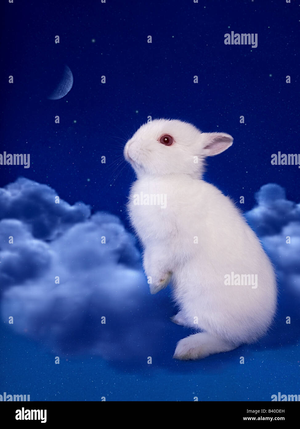 Rabbit in the moon hi-res stock photography and images - Alamy
