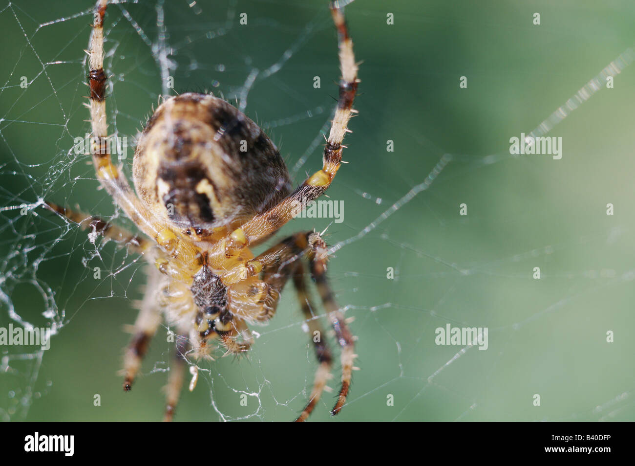 European garden spider Araneus diadematus Stock Photo - Alamy