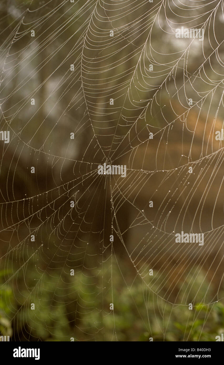 India Sunderbans Poor rural community Spiderweb Stock Photo - Alamy