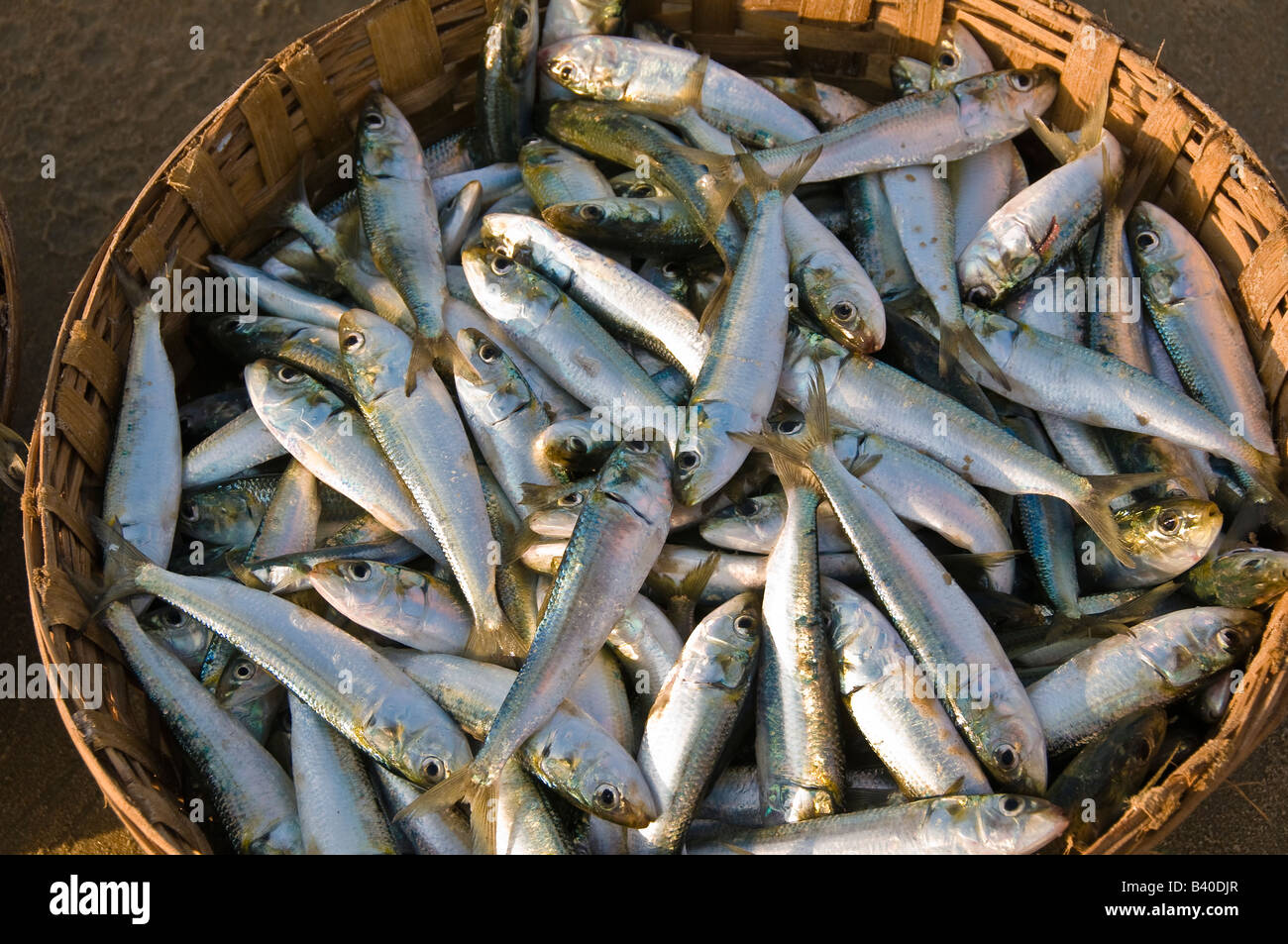 Sardines in a basket part of the local fishermen catch on Varca Beach ...