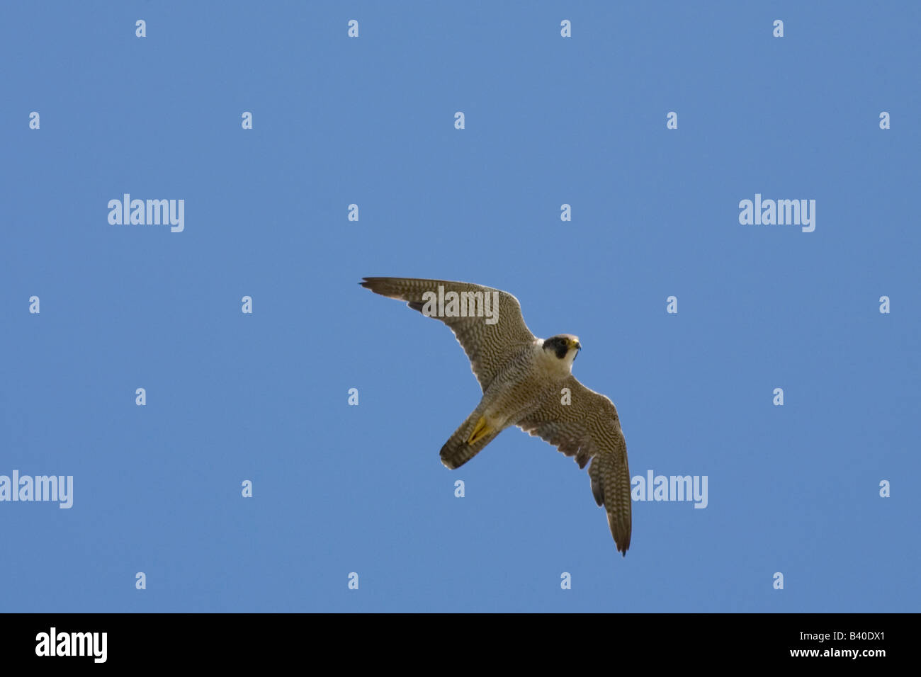 Peregrine falcon flight britain hi-res stock photography and images - Alamy