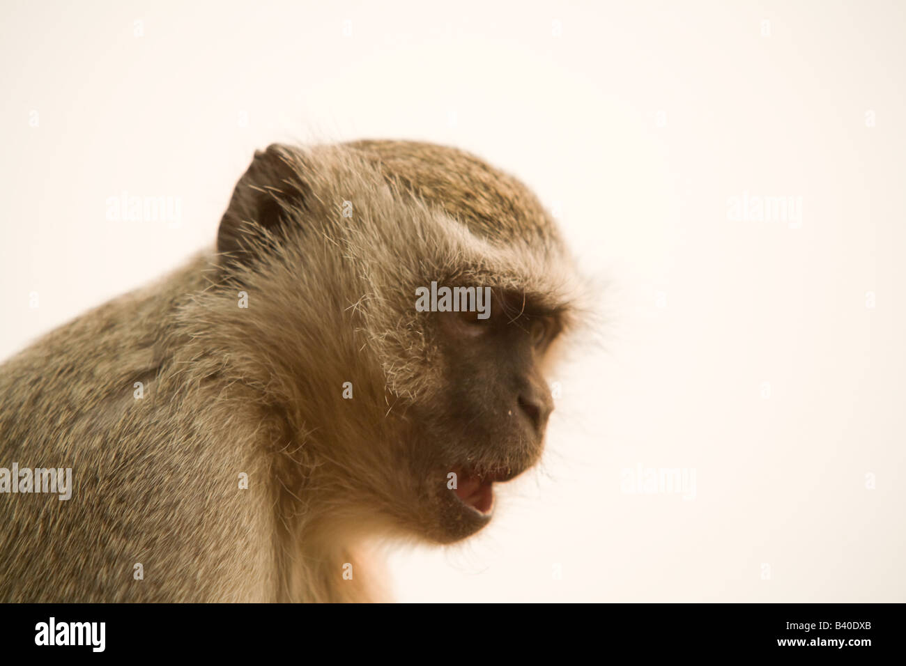 Vervet monkey, Livingstone, Zambia Africa Stock Photo - Alamy