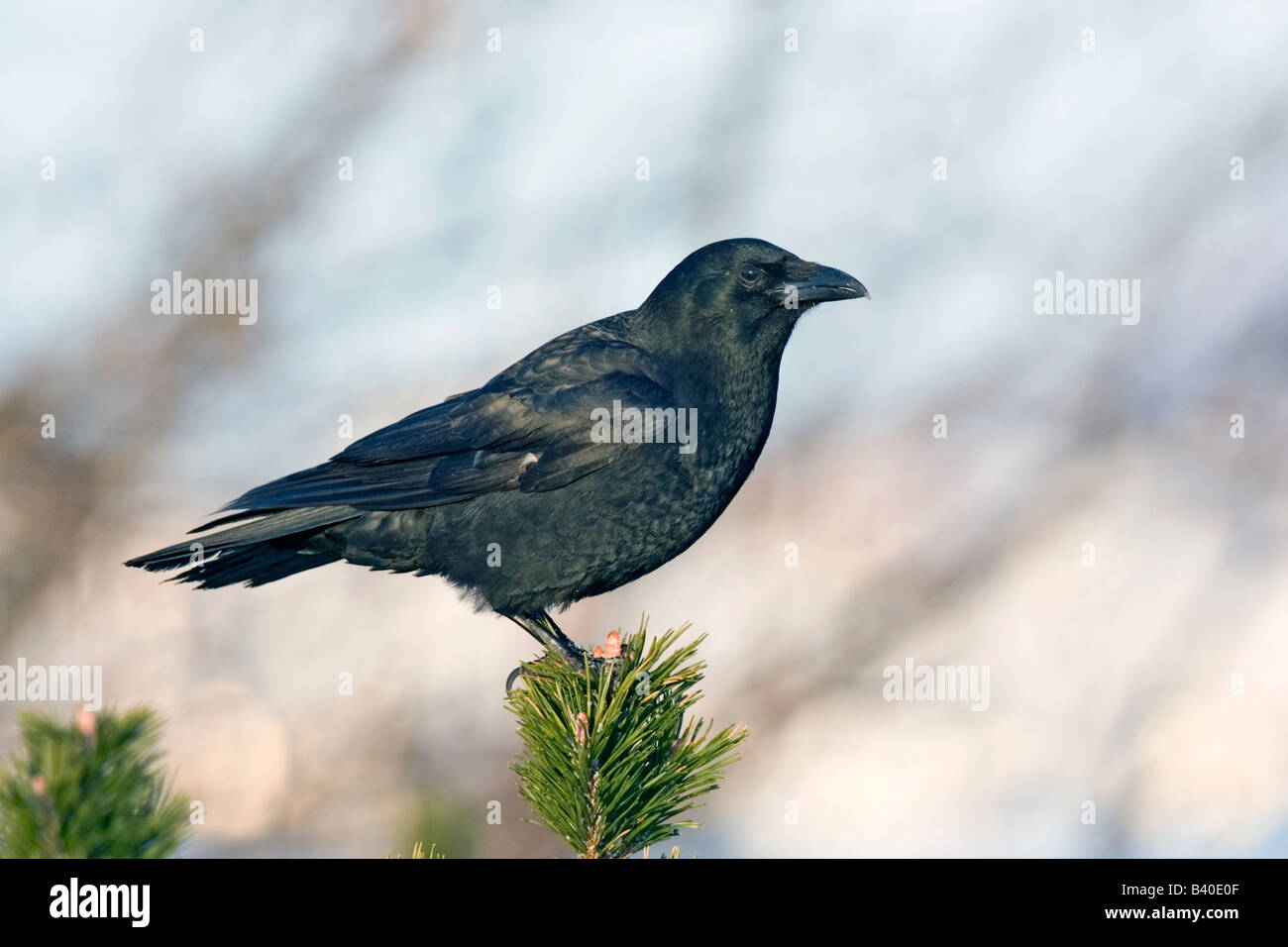 Northwestern crow hi-res stock photography and images - Alamy
