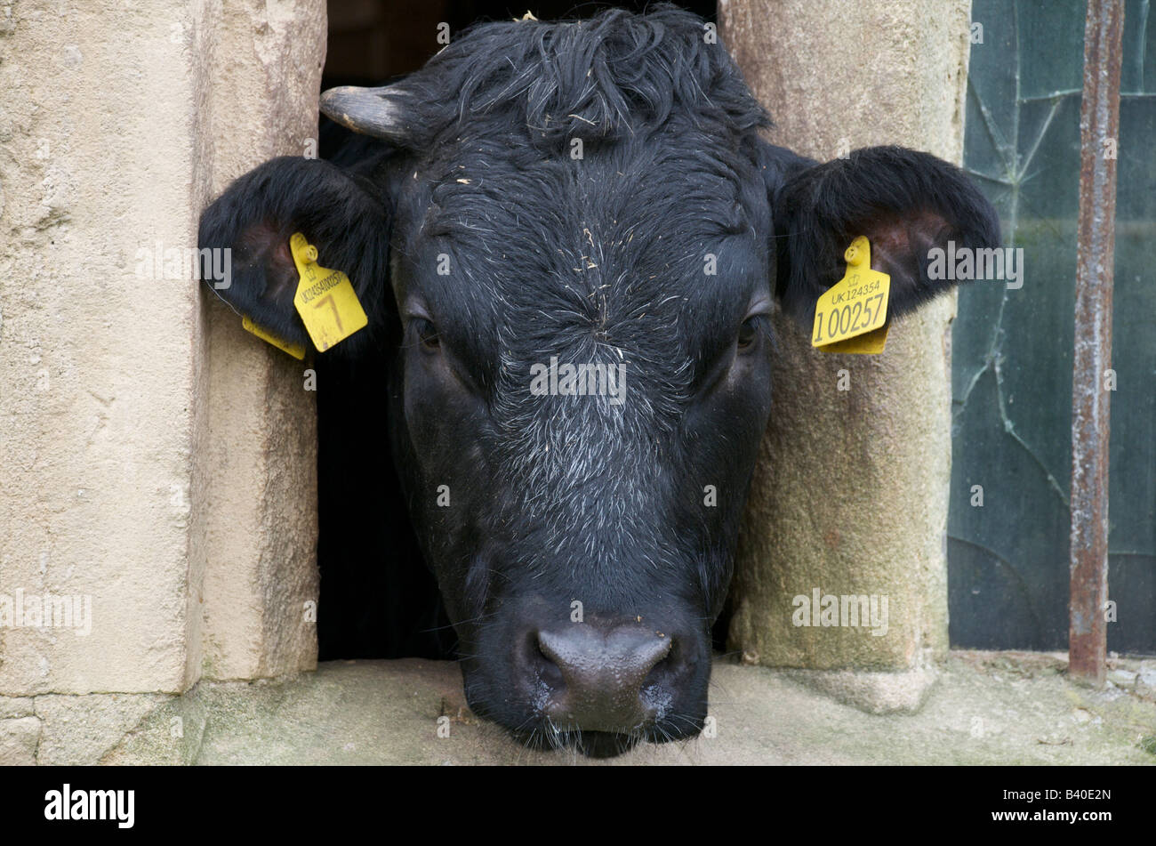 Cow having a window with a view Stock Photo - Alamy