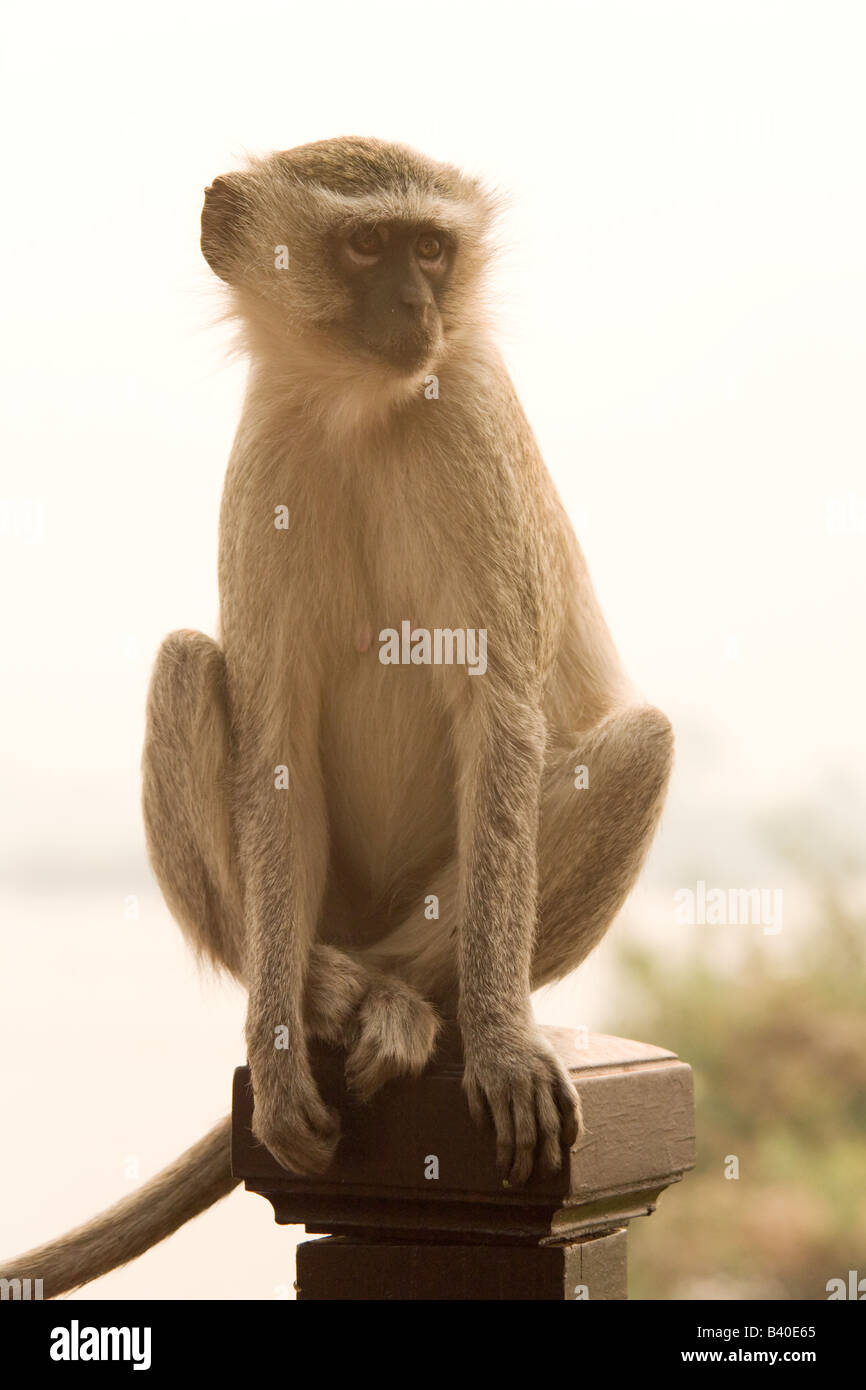 Vervet monkey, Livingstone, Zambia Africa Stock Photo - Alamy