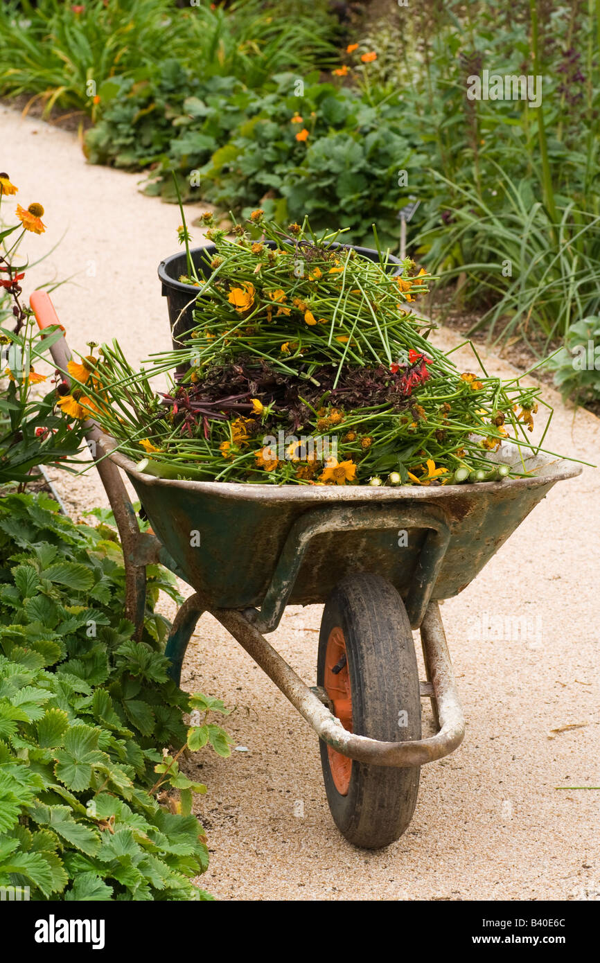 Wheelbarrow full of weeds Stock Photo - Alamy