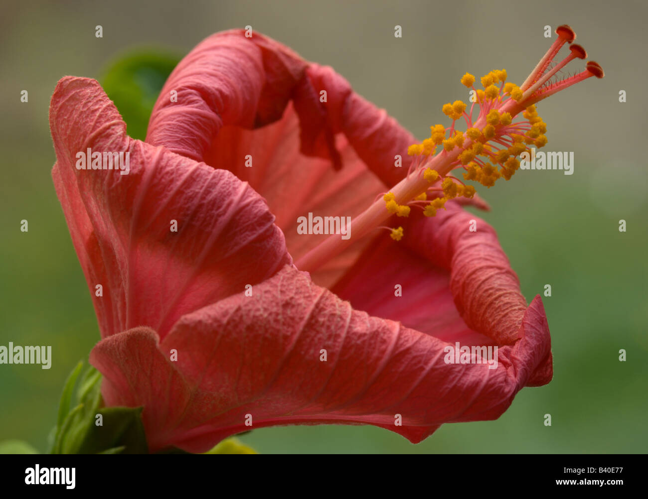 Hibiscus flower, closing Stock Photo - Alamy