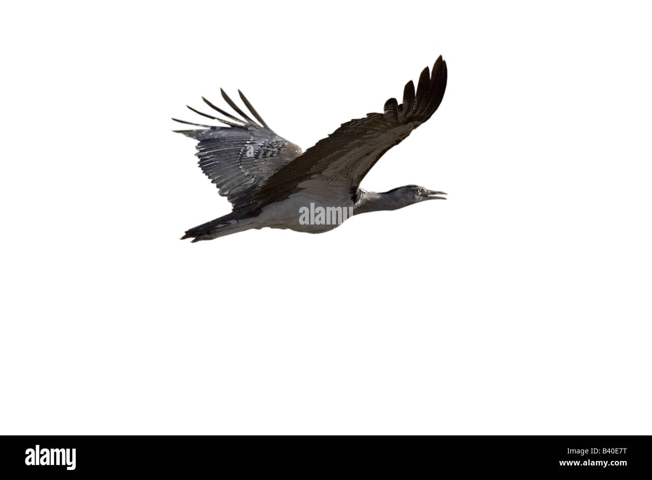 Ardeotis kori Kori Bustard Stock Photo - Alamy