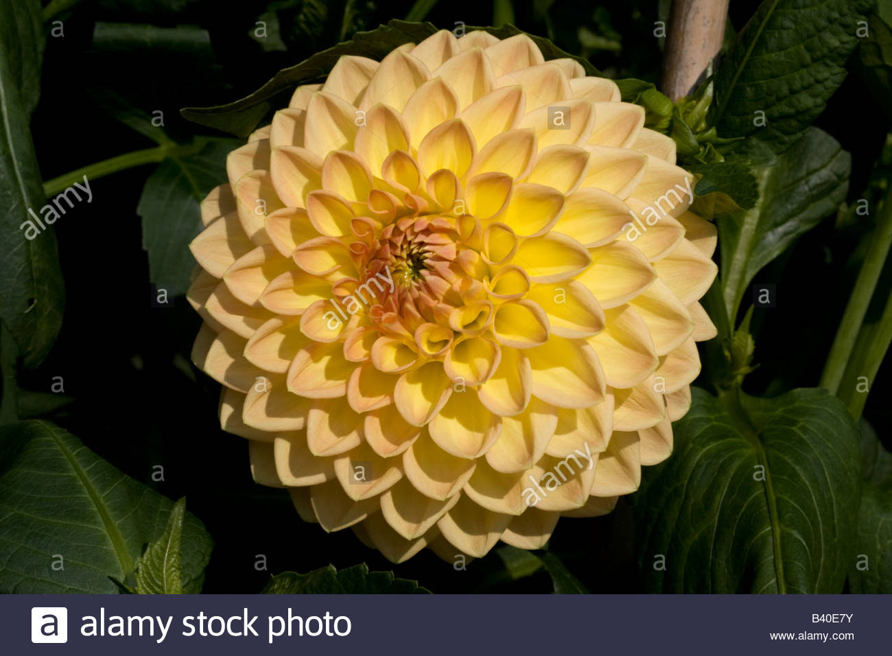 Variety Festival High Resolution Stock Photography and Images - Alamy