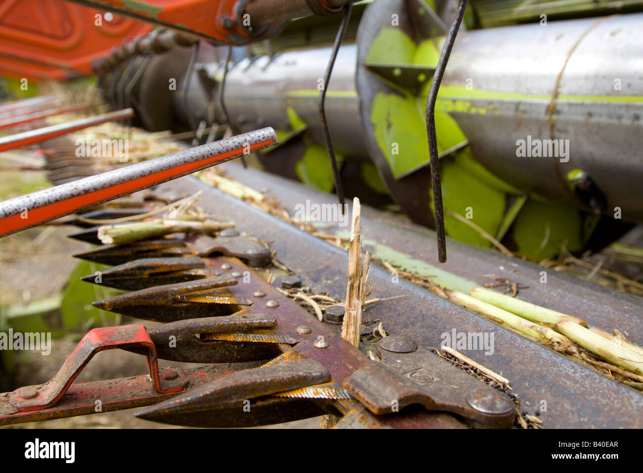 Front cutting blades of a CLAAS combine harvester just after it had cut ...