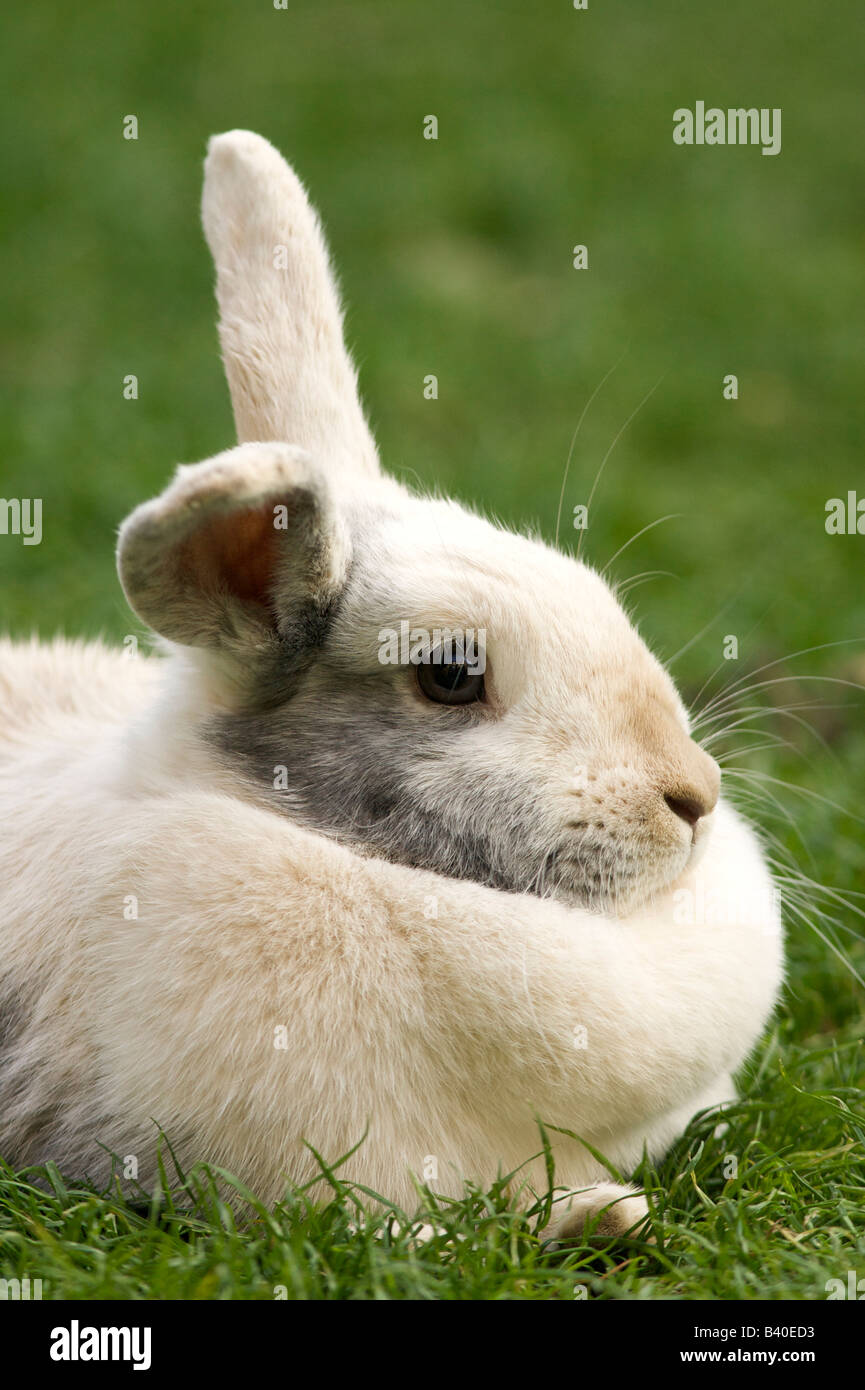 Domestic White Rabbit Stock Photo - Alamy
