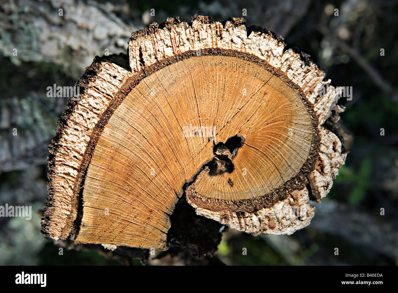 Surface of a cut oak tree trunk at Herdade da Ribeira Abaixo agro silvo ...