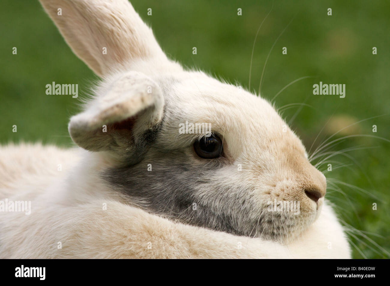 Domestic White Rabbit Stock Photo - Alamy