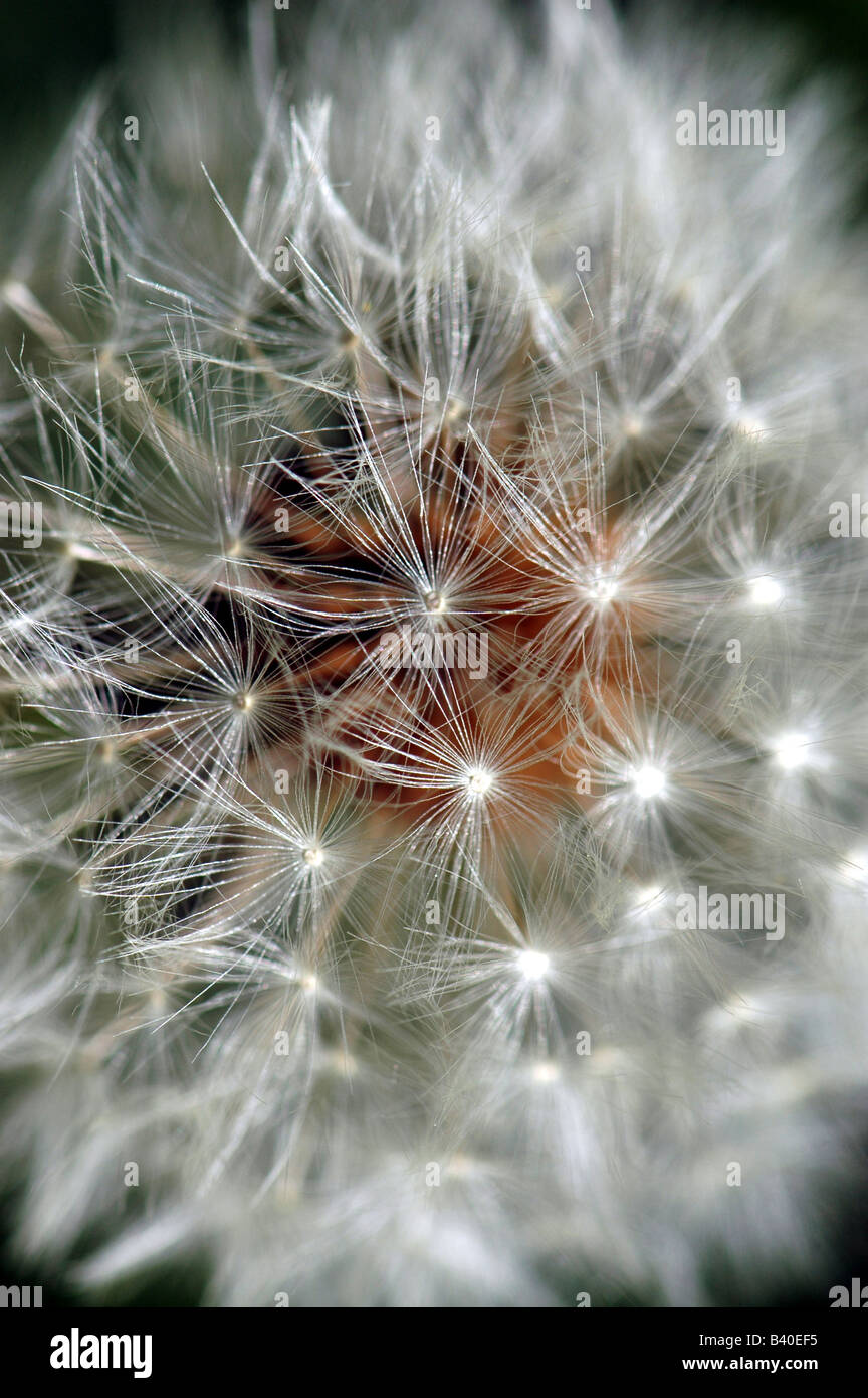 A close up of a dandelion clock Stock Photo - Alamy